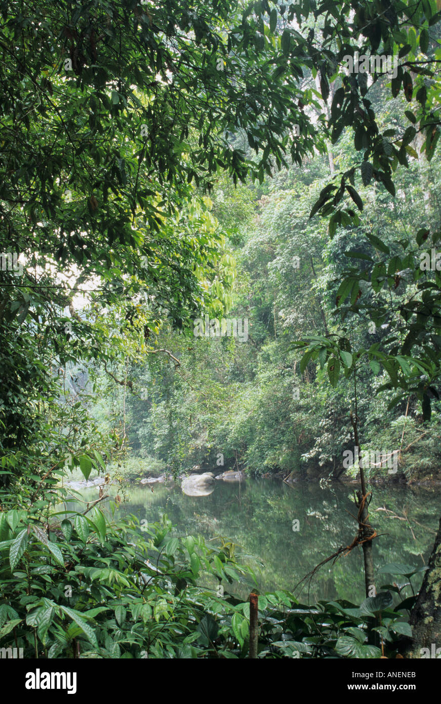 Thailand jungle hi-res stock photography and images - Alamy