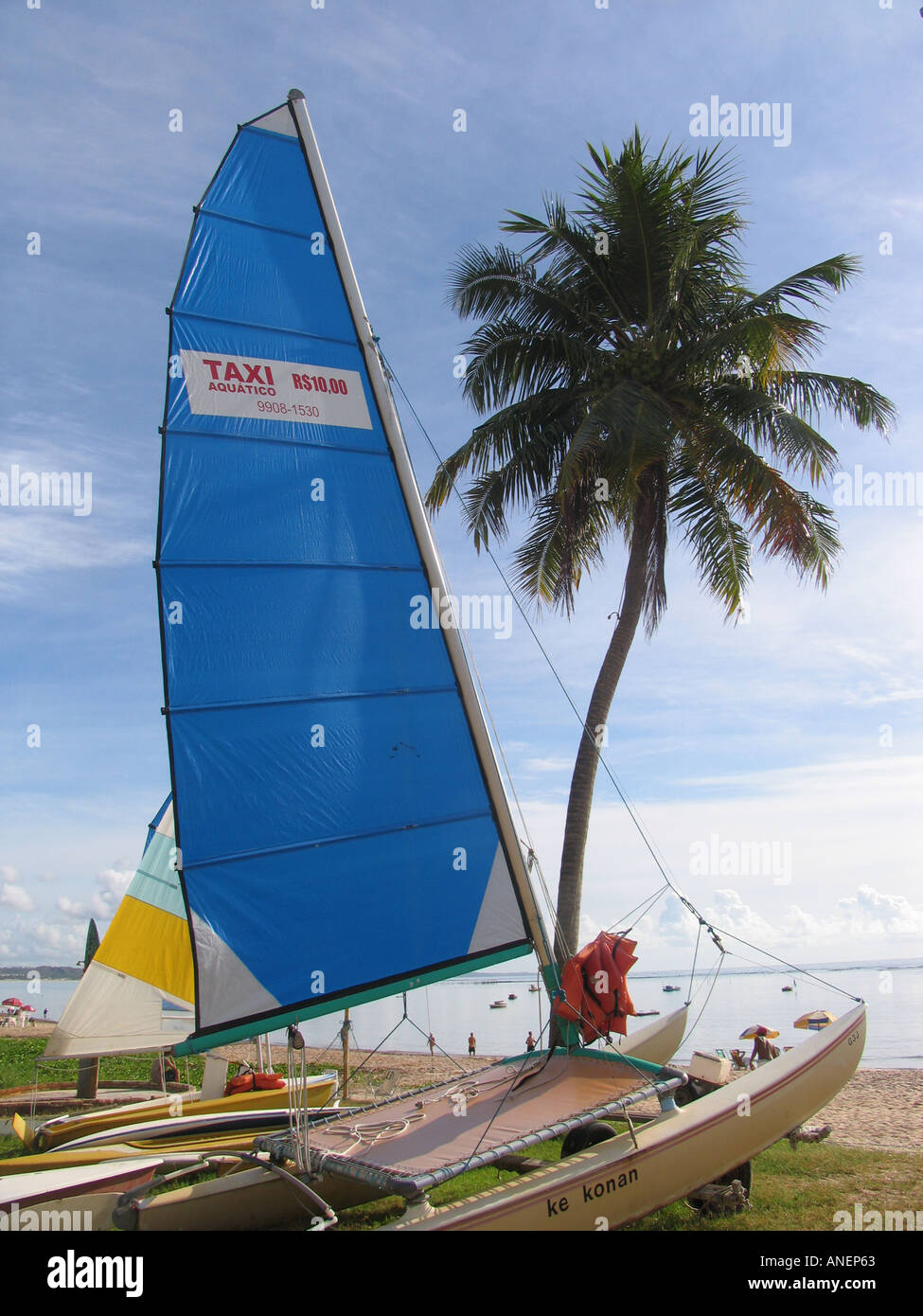 Palm tree and Taxi Boat at Pajussara Beach Maceio BR Stock Photo - Alamy
