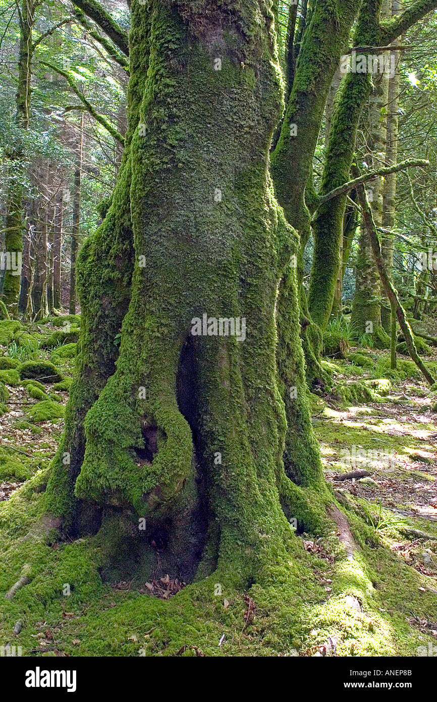 Rabbit tree trunk hi-res stock photography and images - Alamy