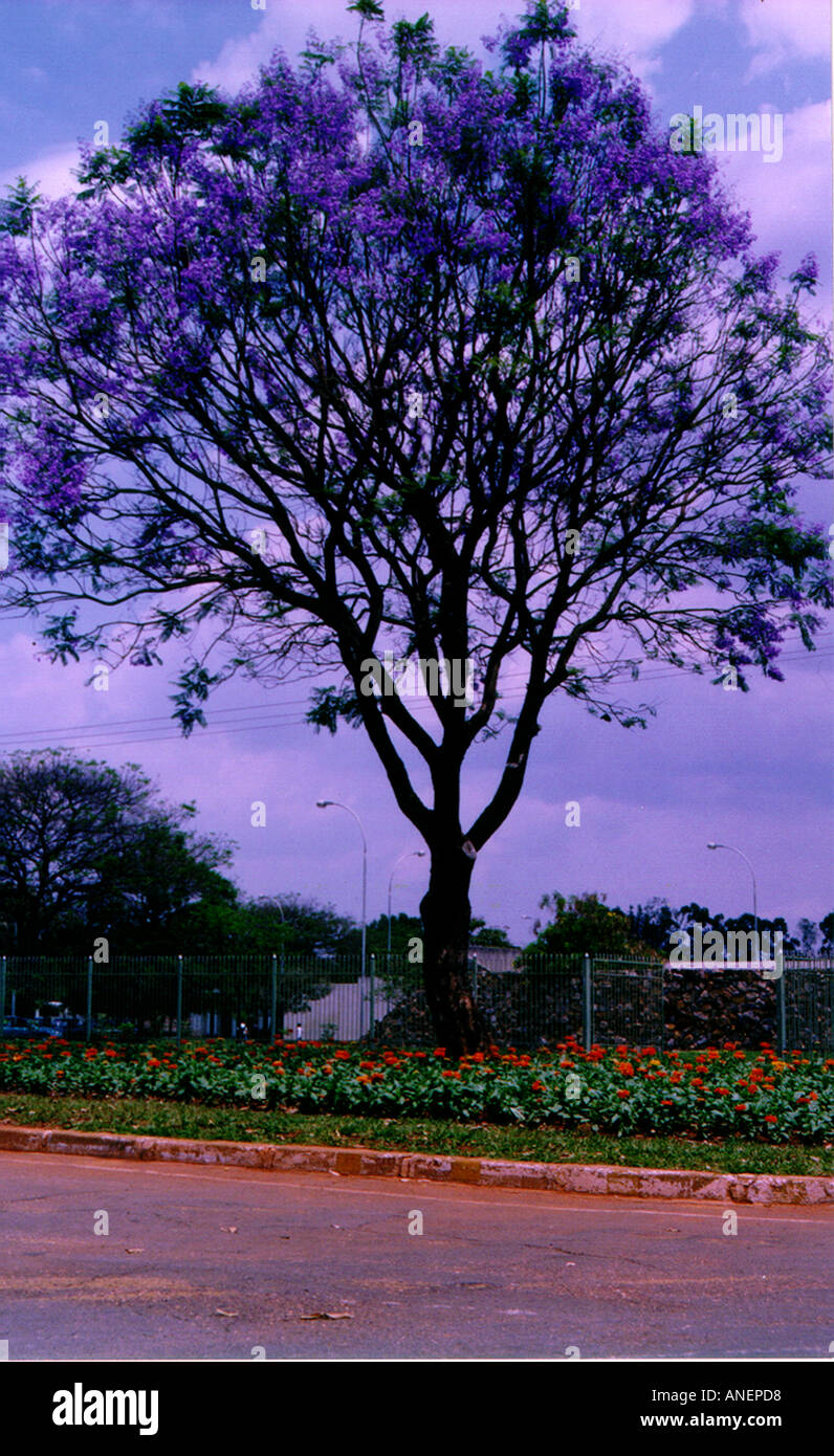 Blue Tree Brasilia BR Stock Photo - Alamy