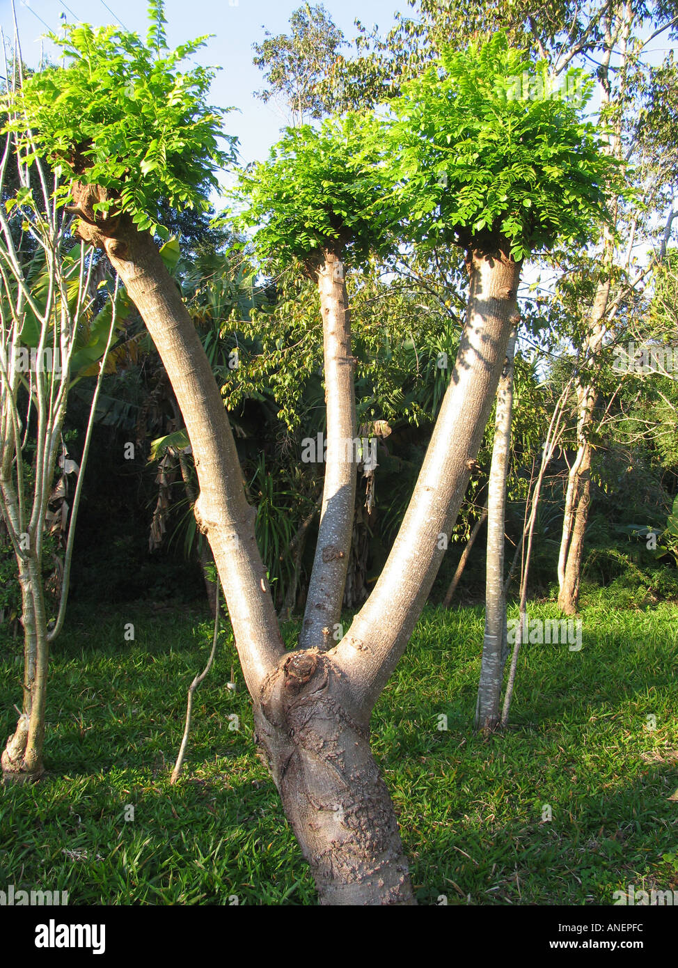 Fingertree hi-res stock photography and images - Alamy