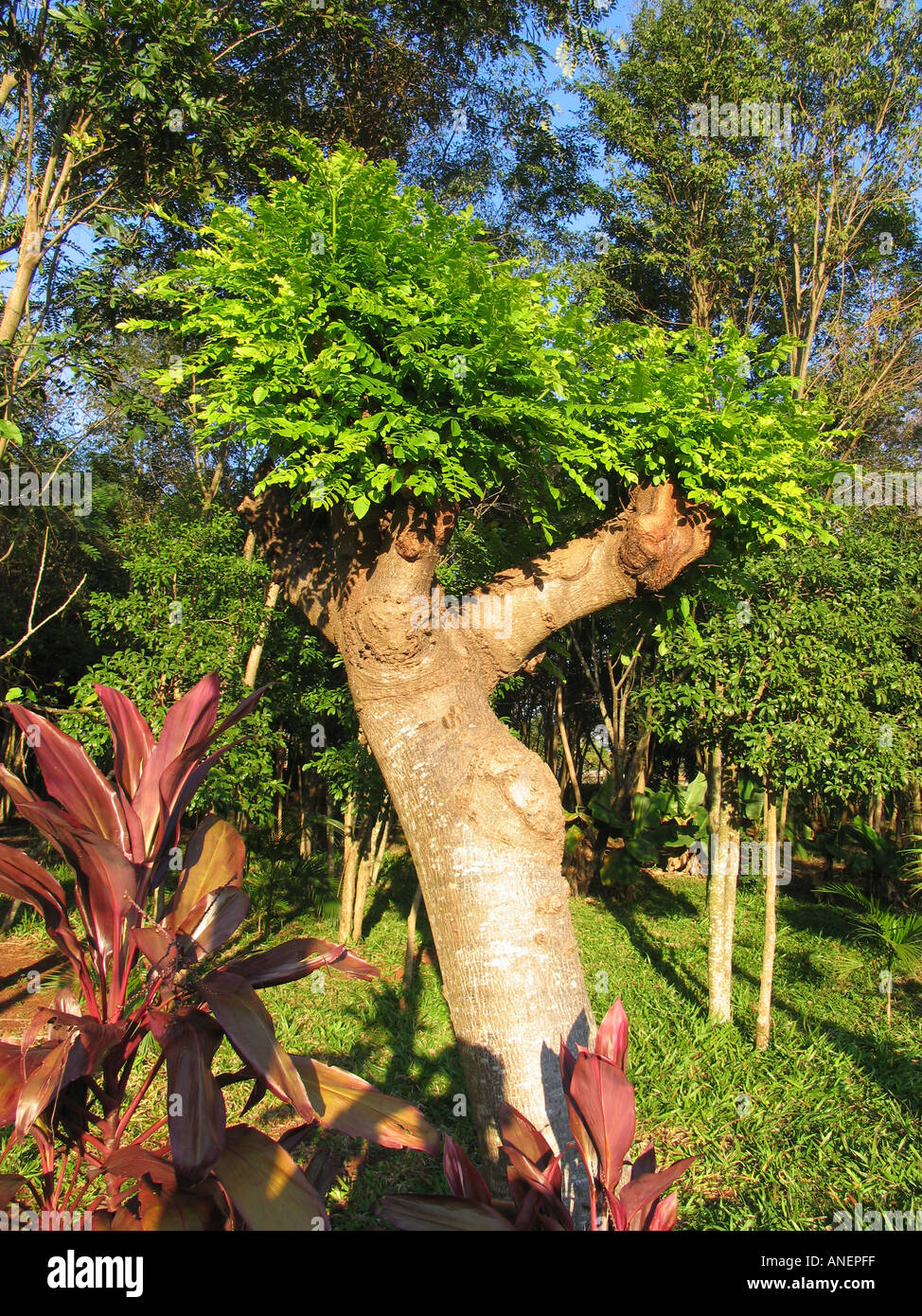Brazilian Jungle Foz do Iguassu BRAZIL - different tree Stock Photo - Alamy