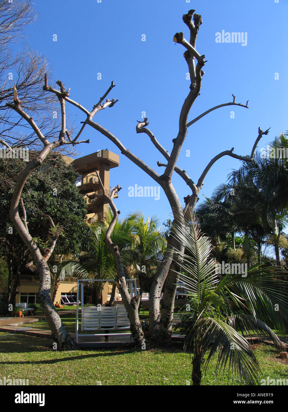 Gigantic Trees at The Brazilian Jungle near the Recanto Hotel Foz do ...