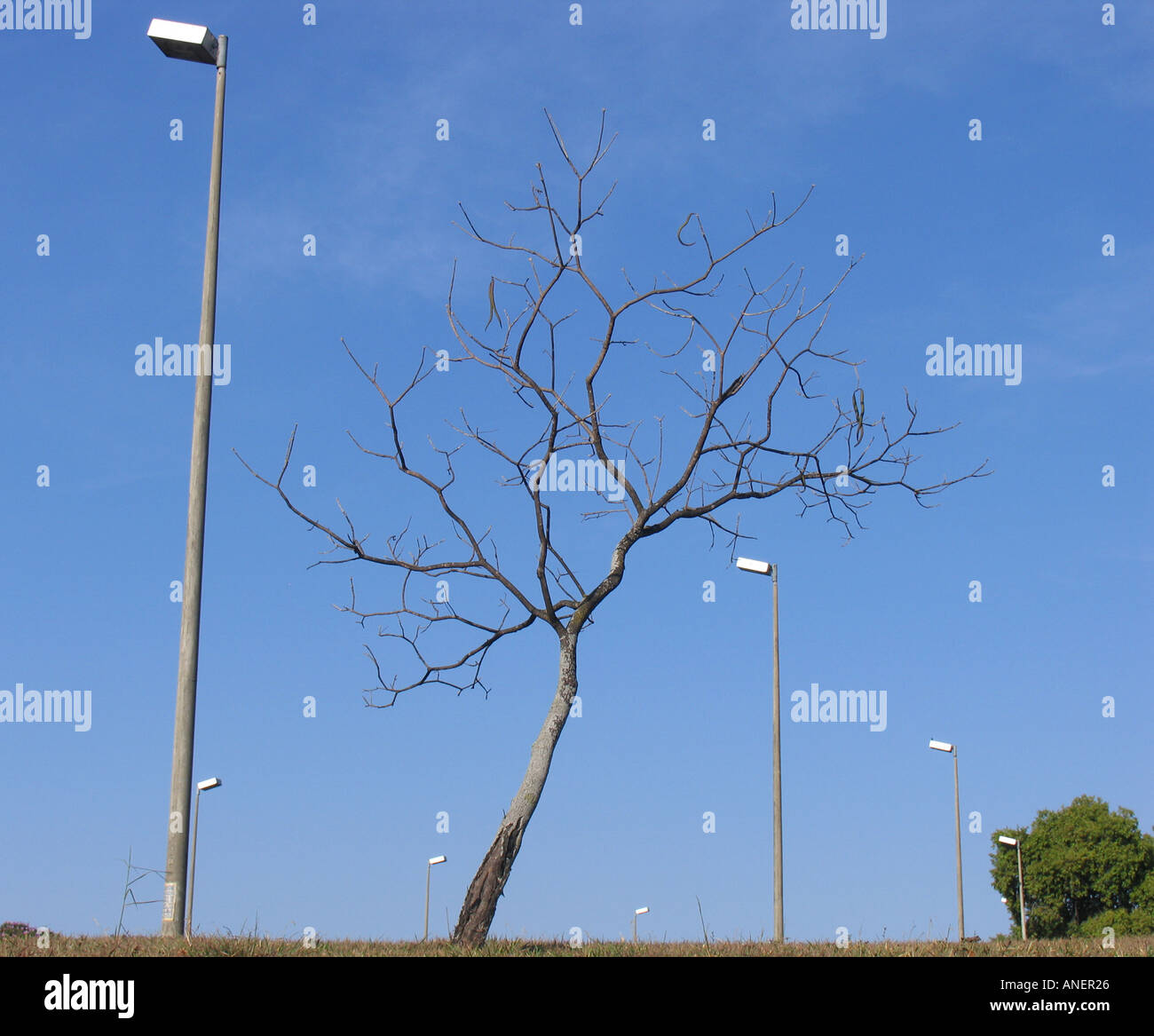 Alone tree without leaves hi-res stock photography and images - Alamy