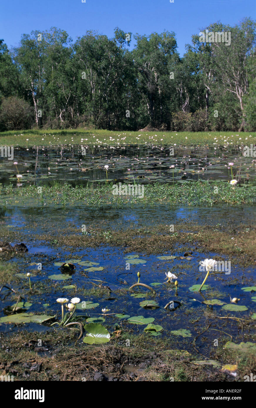 Australian billabong view hi-res stock photography and images - Alamy
