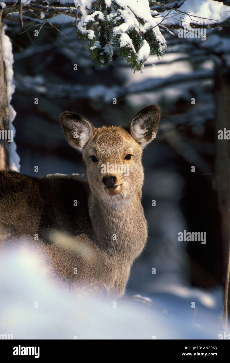 Deer under tree hi-res stock photography and images - Alamy