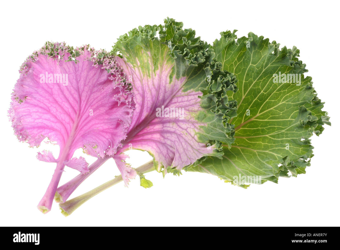 Cabbage purple leaf vegetable isolated on white background Stock Photo ...