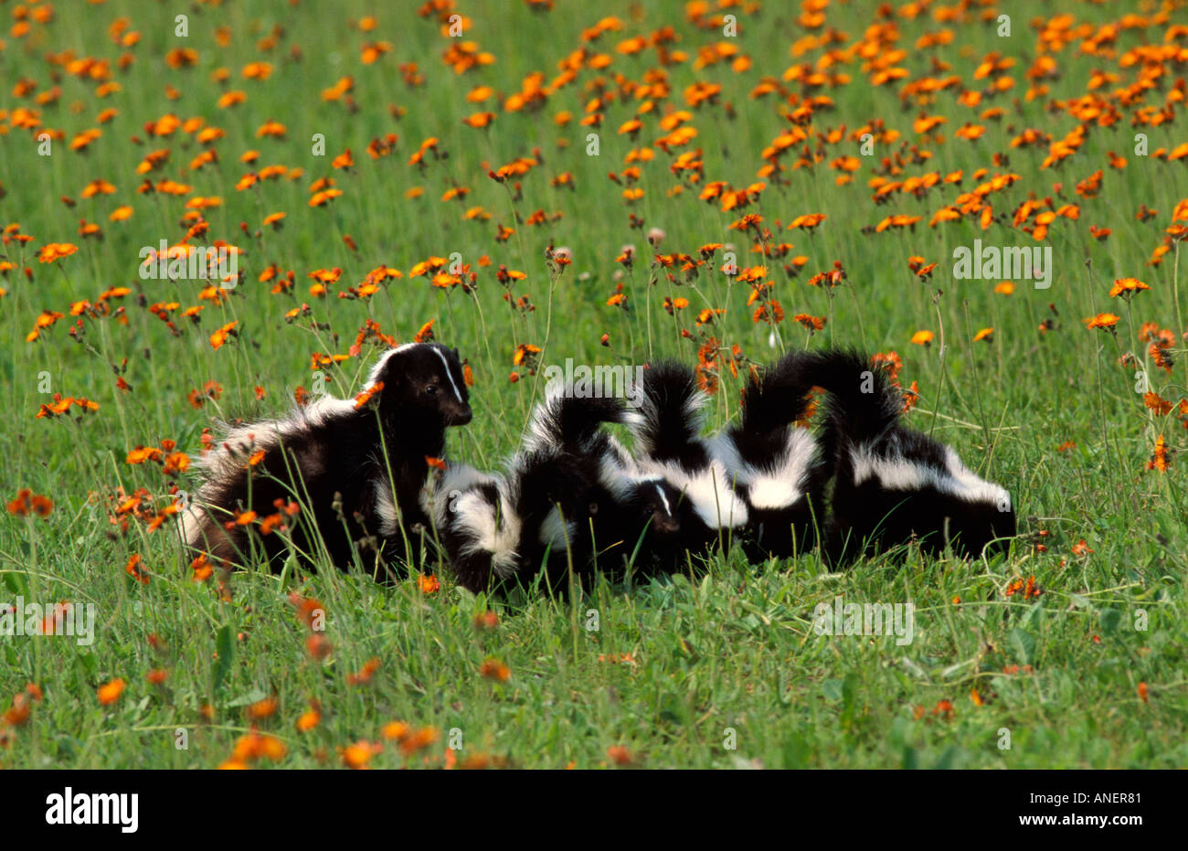 Striped Skunk Mephitis mephitis mother with 7 week old cubs young ...