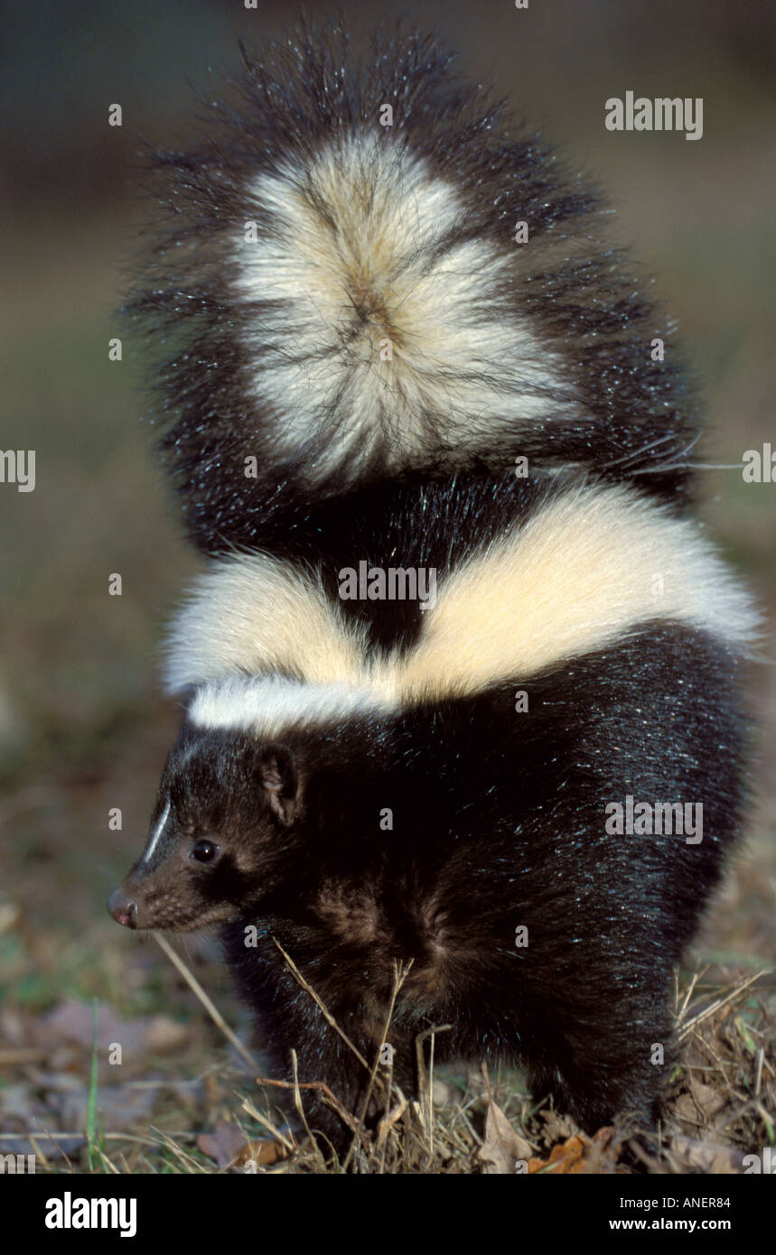 Striped Skunk Mephitis mephitis Minnesota Stock Photo - Alamy