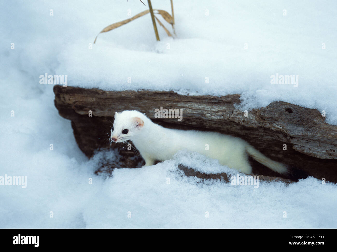 Long tailed weasel hi-res stock photography and images - Alamy