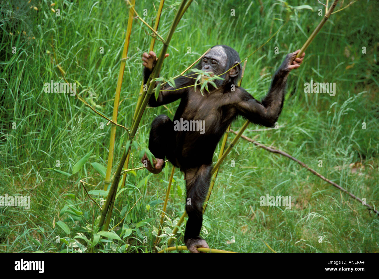 Bonobo Pan paniscus juvenille holding onto branches of bamboo Congo ...