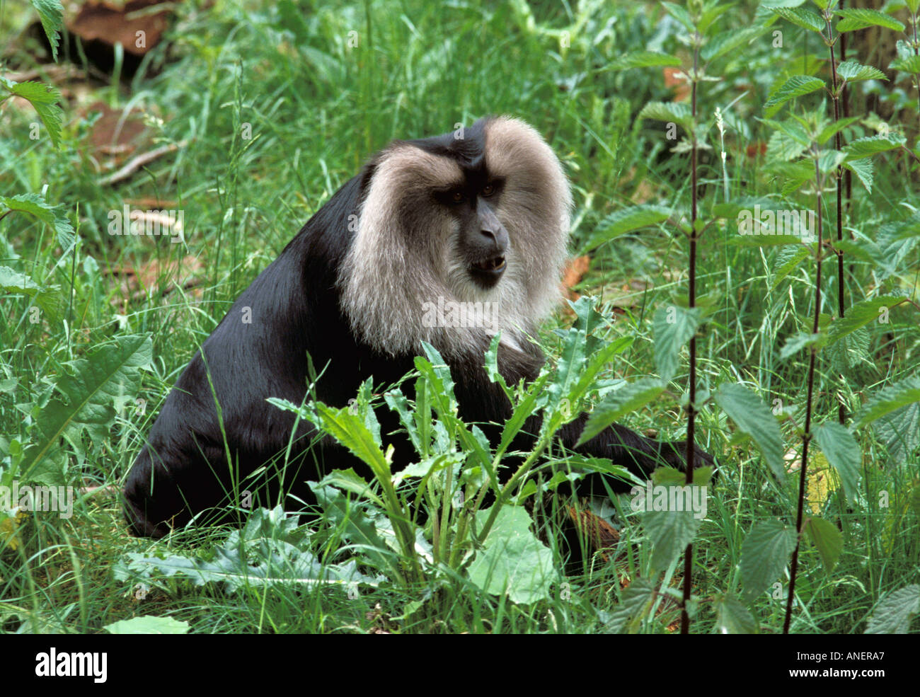 Wanderoo Macaca silenus monkey Stock Photo - Alamy