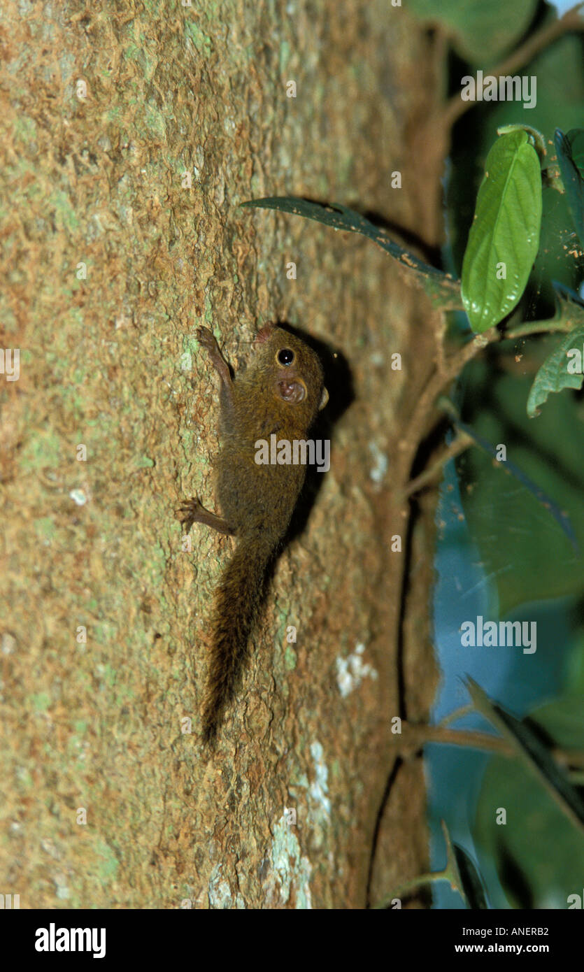 Plain Pygmy Squirrel Exilisciurus exilis Tabin Sabah Stock Photo - Alamy