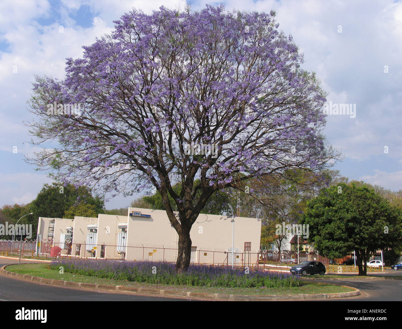 Almost Completely Blue Tree Brasilia BR Stock Photo - Alamy