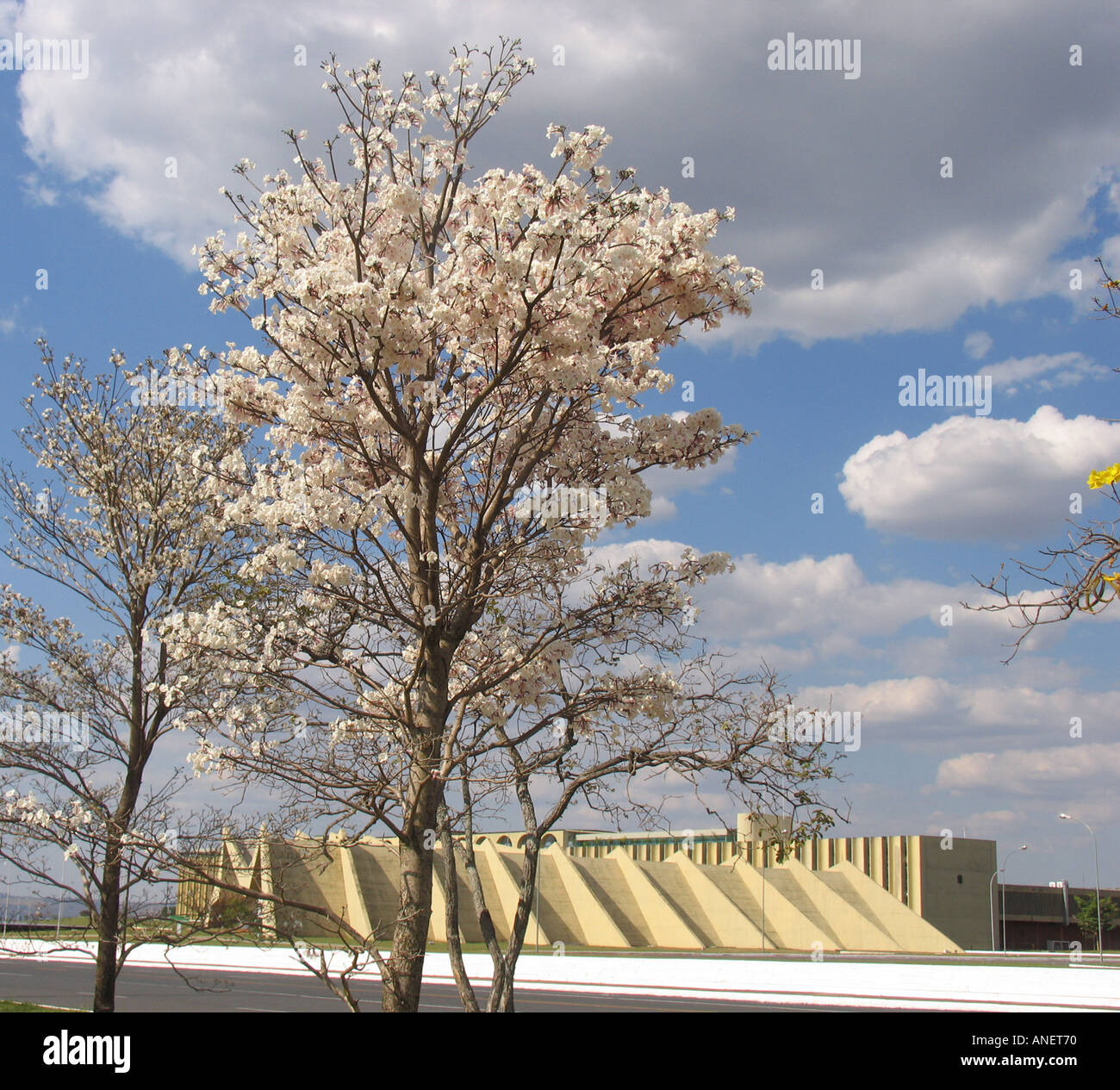 White Flowers and Military Building Brasilia BR Stock Photo - Alamy