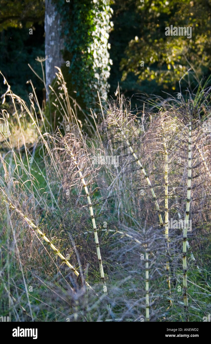 Mare's Tails. Tall grass in woodland scene. Ardagh, County Limerick ...