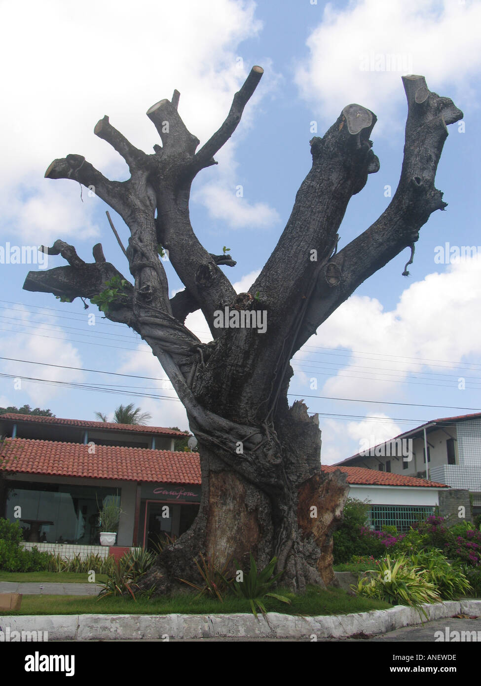 The Biggest Cut Fig Tree in the World Joao Pessoa BR Stock Photo - Alamy