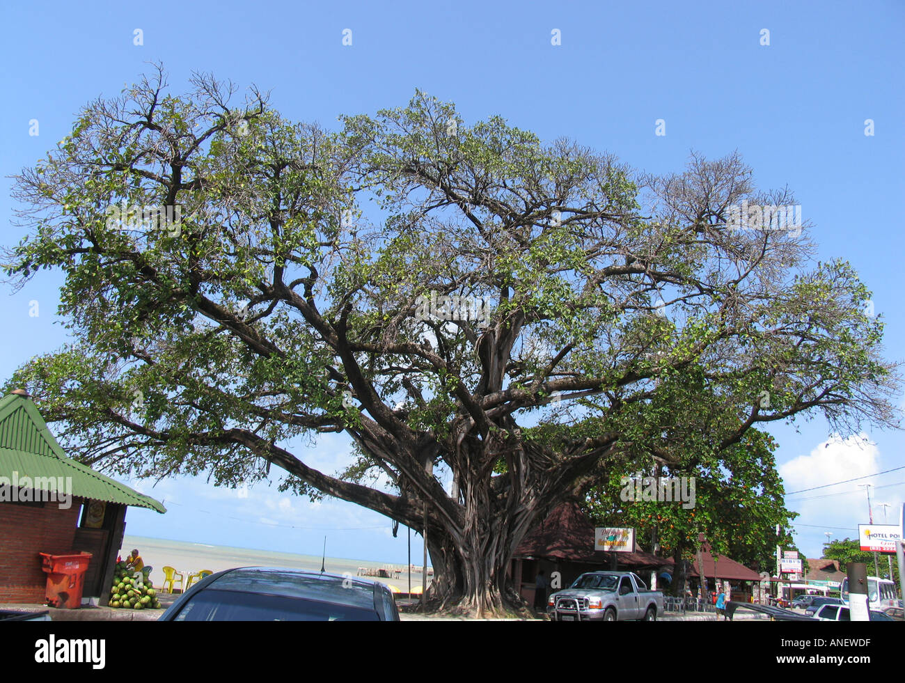 The Biggest Fig Tree in the World Joao Pessoa BR Stock Photo - Alamy