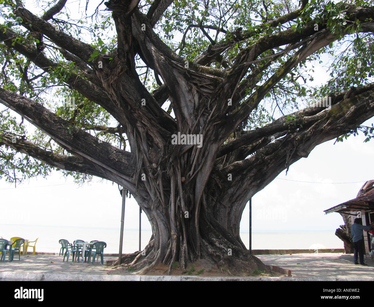 The Biggest Fig Tree in the World Joao Pessoa BR Stock Photo - Alamy