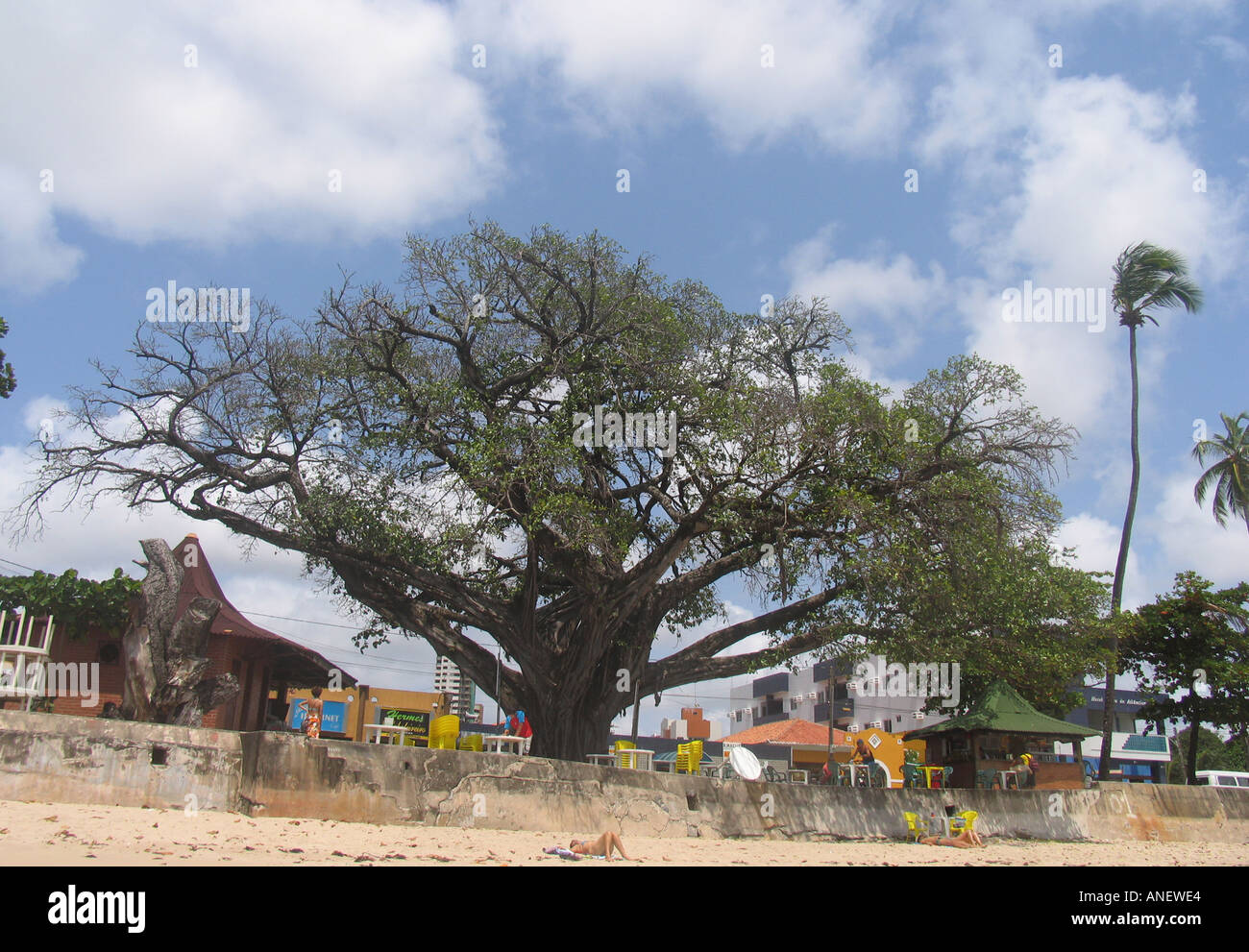 The Biggest Fig Tree in the World Joao Pessoa BR Stock Photo - Alamy