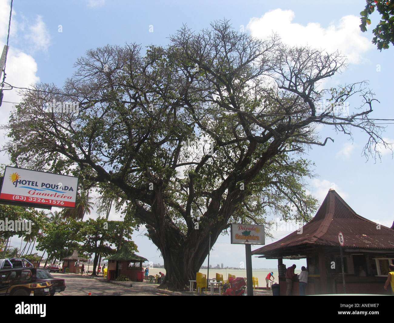 The Biggest Fig Tree in the World Joao Pessoa BR Stock Photo - Alamy