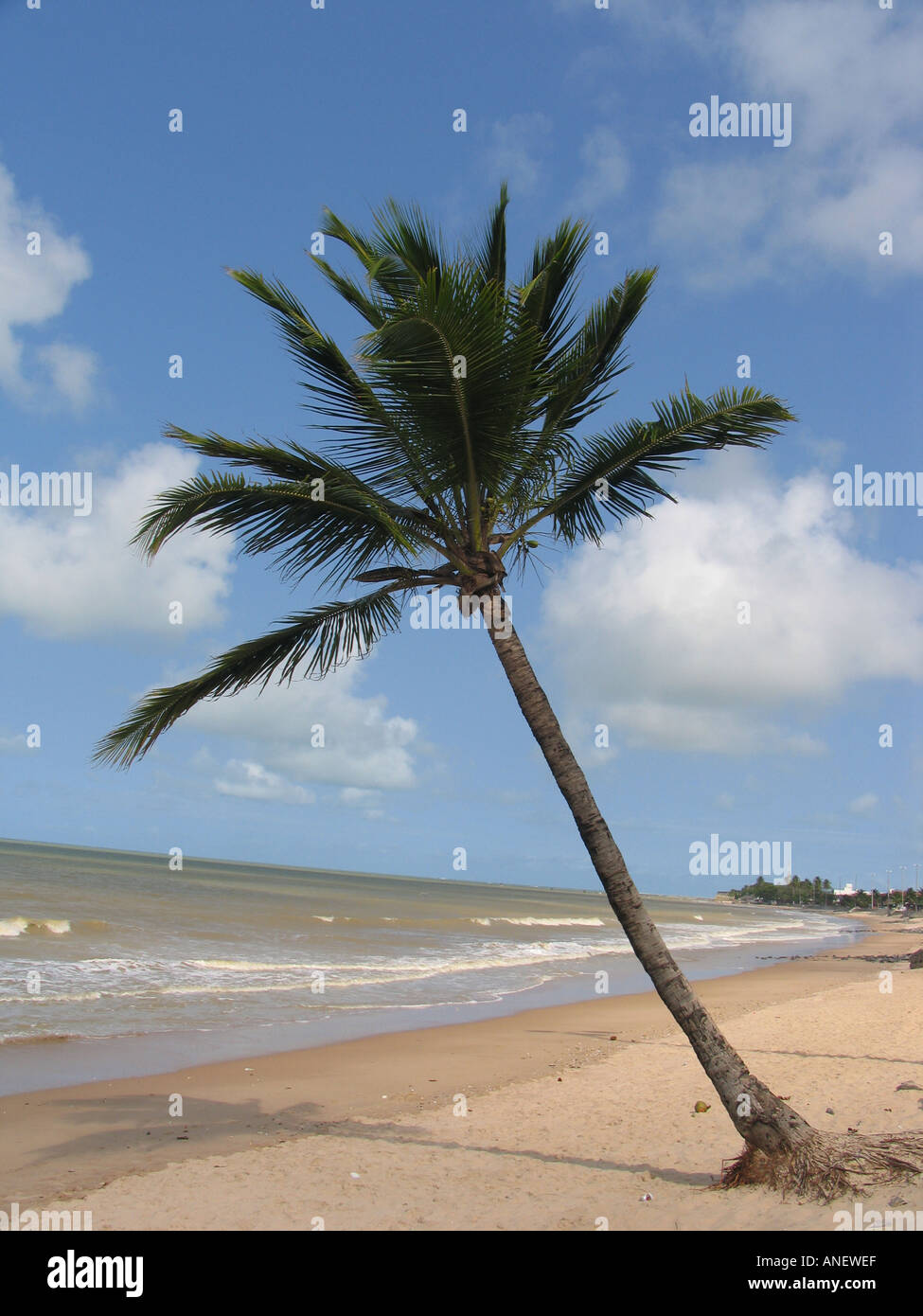 Sagarana hi-res stock photography and images - Alamy