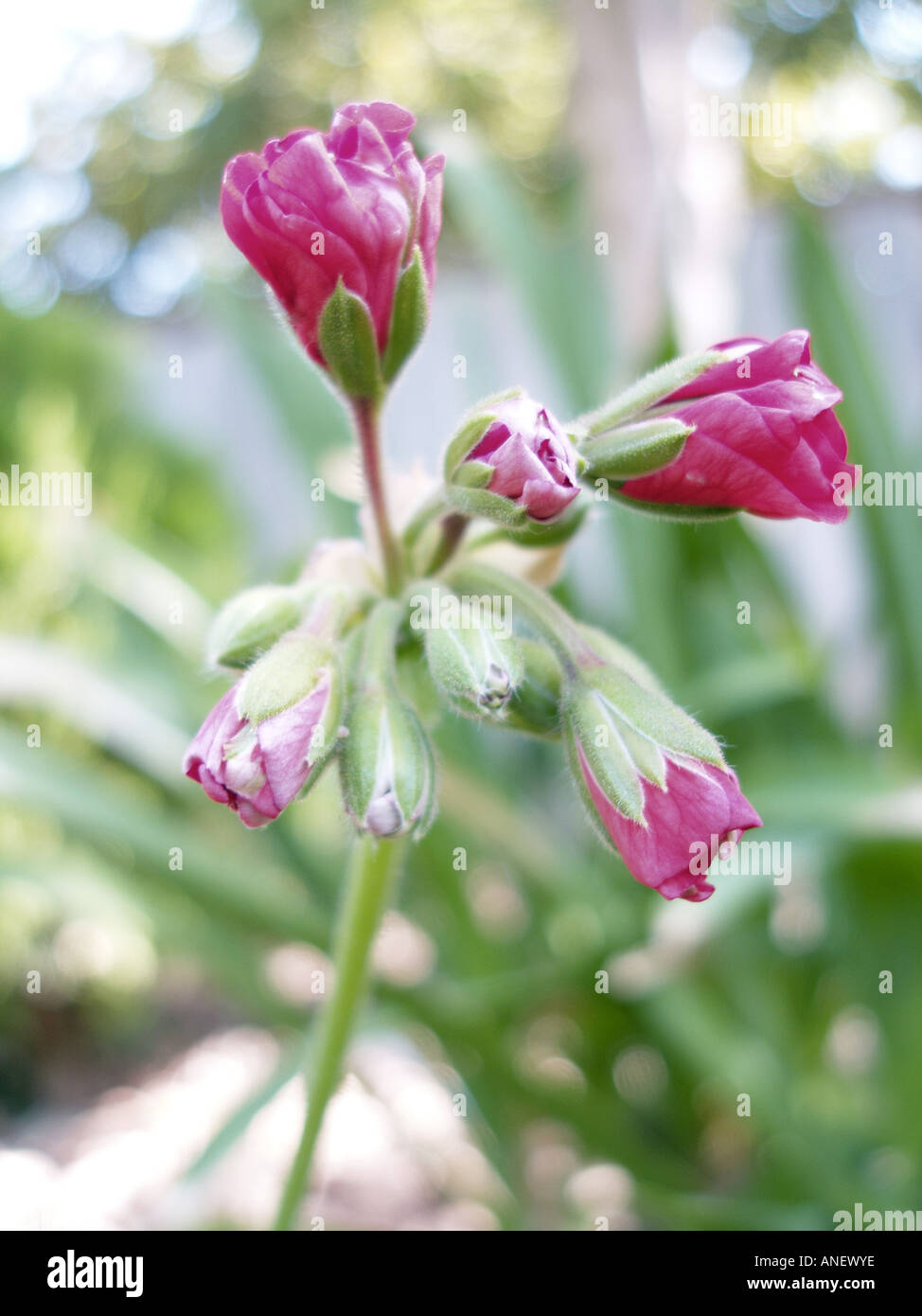 Geranium flower buds, taken in the San Francisco Bay Area, California ...