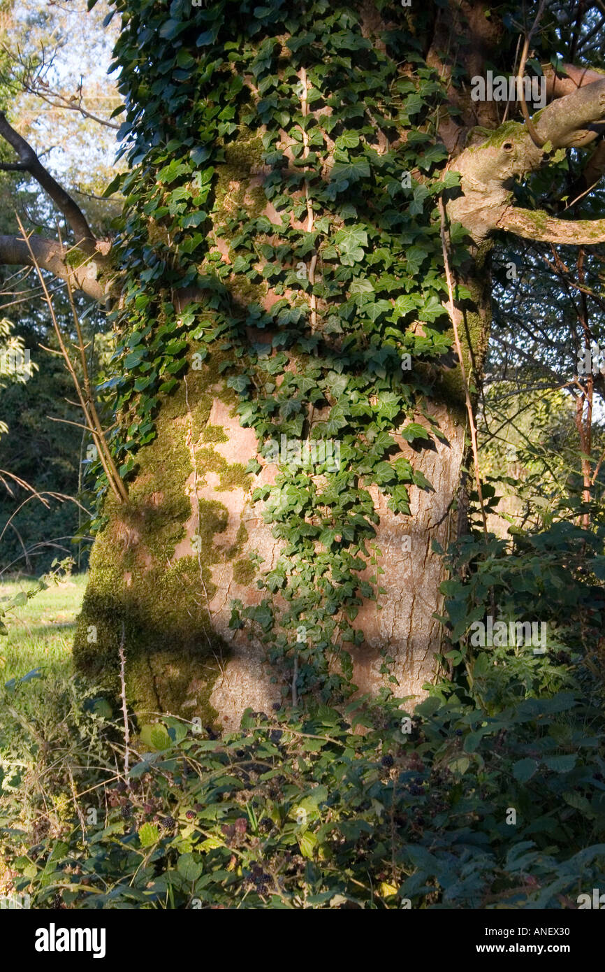 Tree Trunk with ivy. Ardagh, County Limerick, Ireland Stock Photo - Alamy