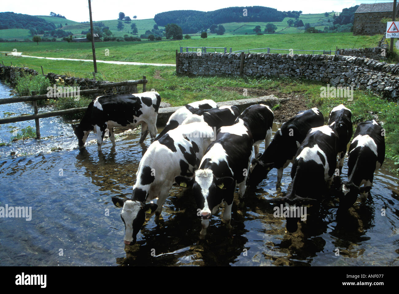 Cows Drinking from River Youlgreave Derbyshire Stock Photo - Alamy