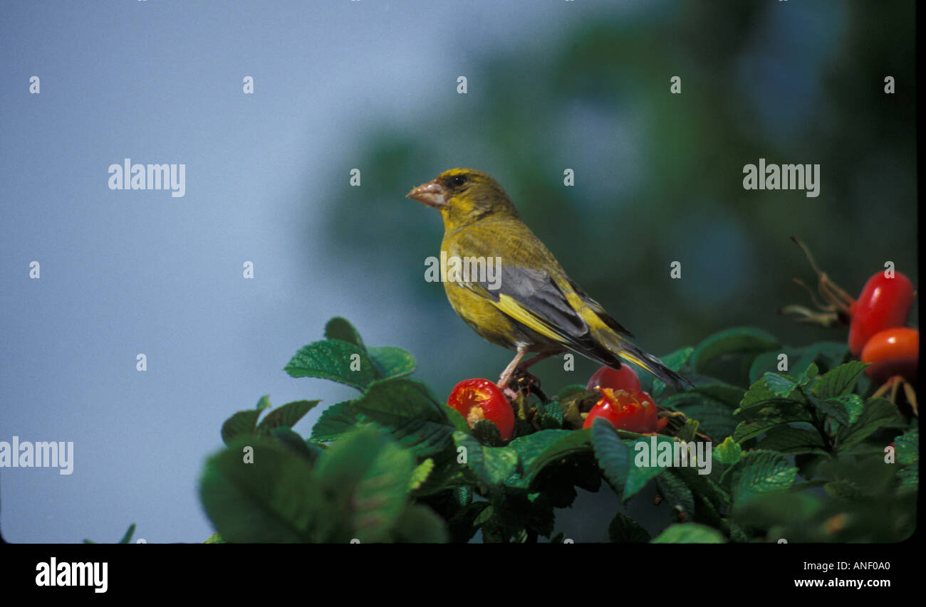The Green Linnet, Greenfinch Stock Photo - Alamy