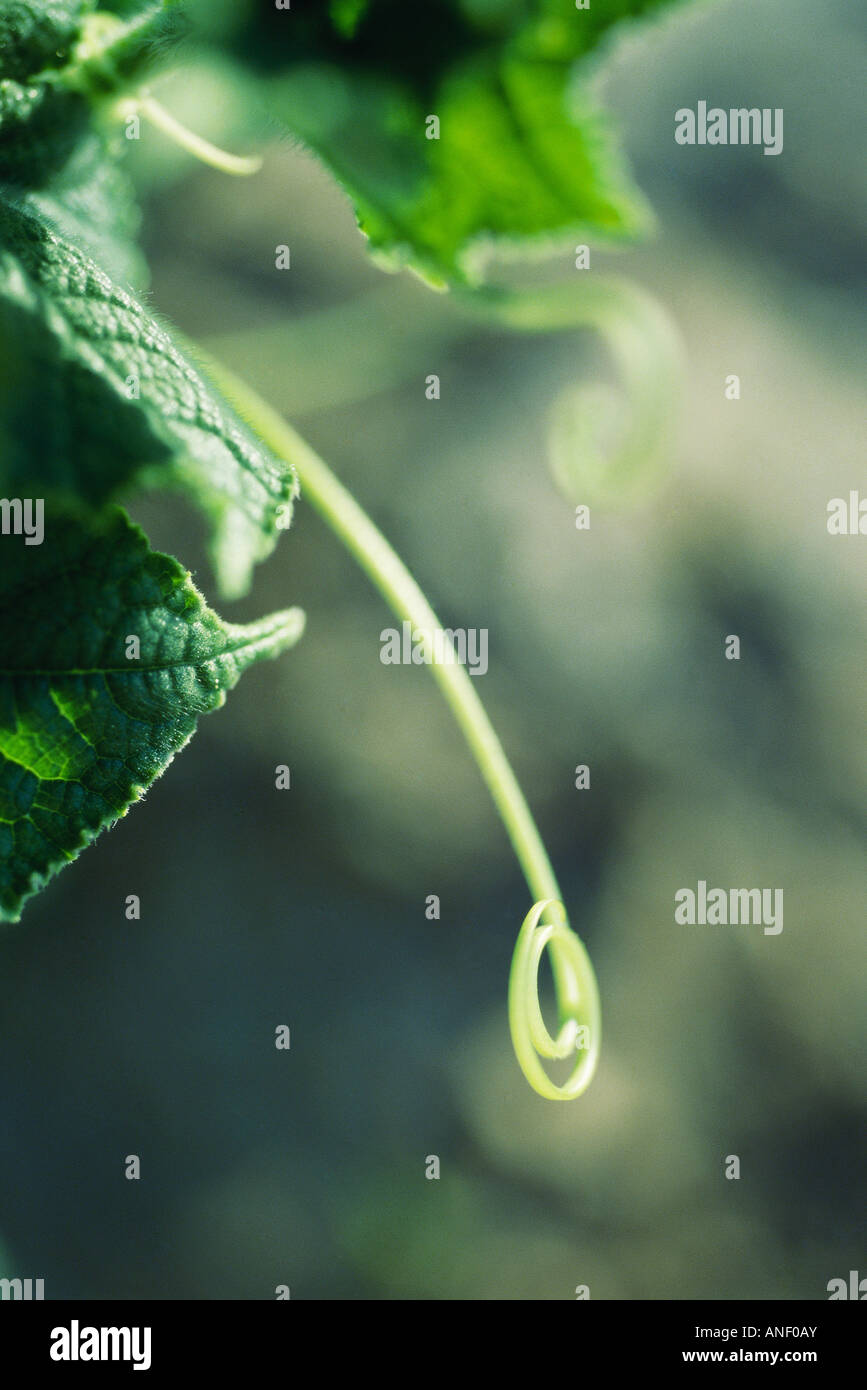 Tendril in vegetable garden, extreme close-up Stock Photo - Alamy