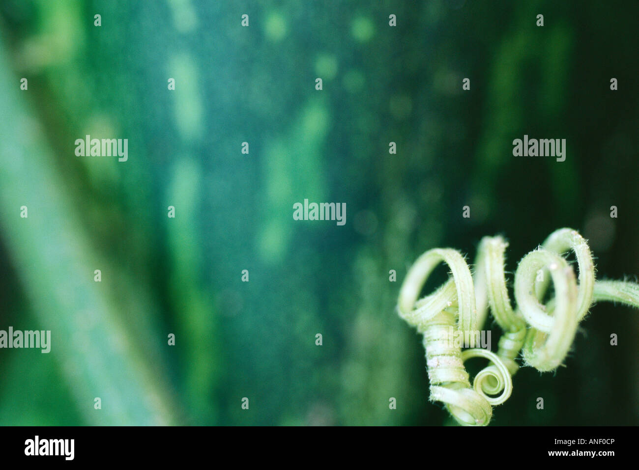 Tendril in vegetable garden, extreme close-up Stock Photo - Alamy