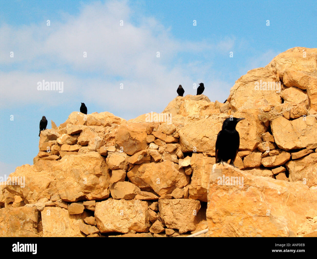 Common Raven Corvus corax also known as the Northern Raven in Masada ...