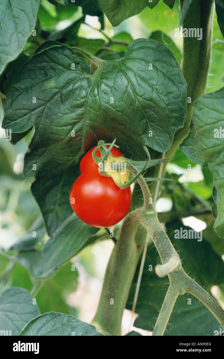 Fuzzy tomato hi-res stock photography and images - Alamy