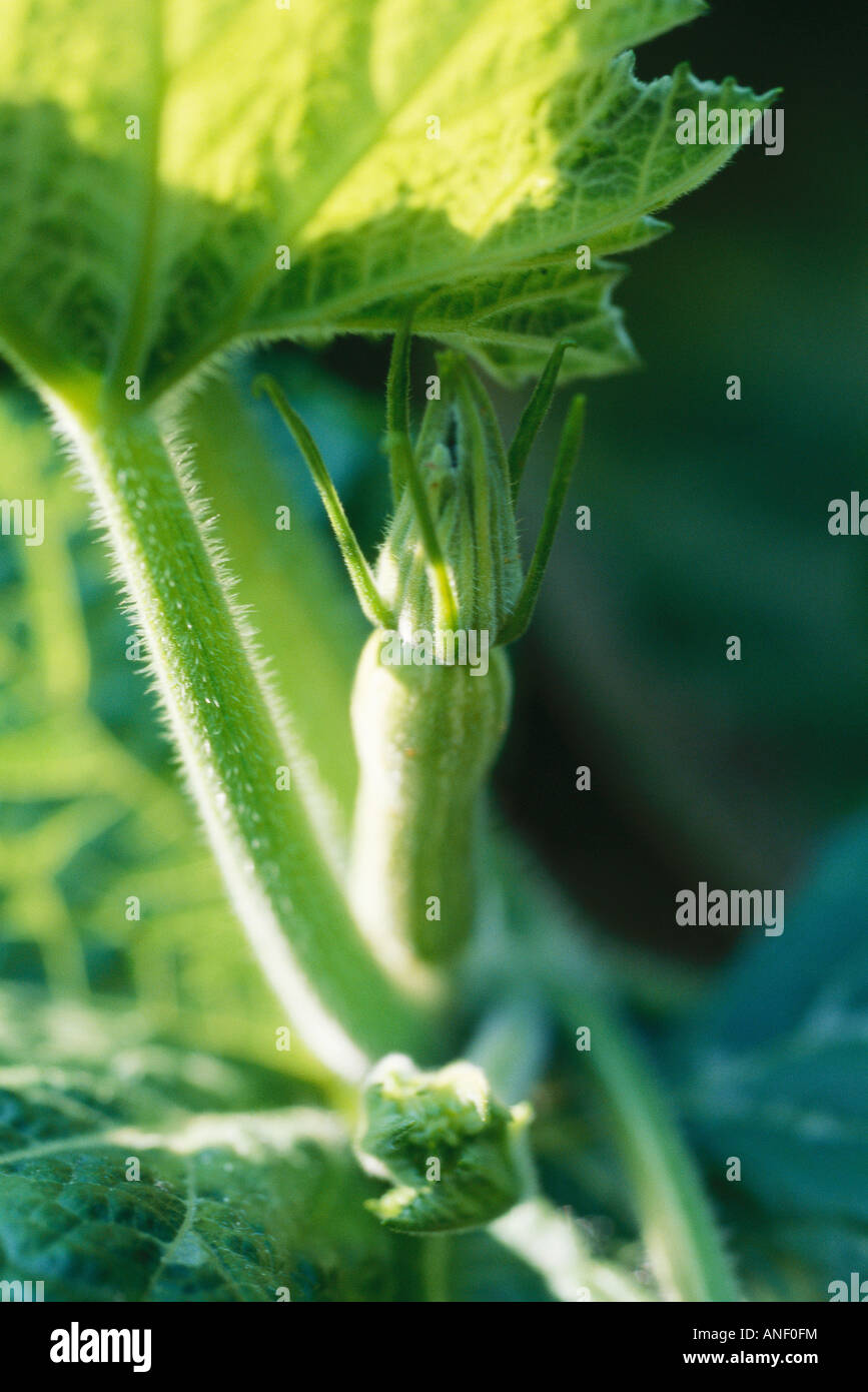 Zucchini plant, close-up Stock Photo - Alamy
