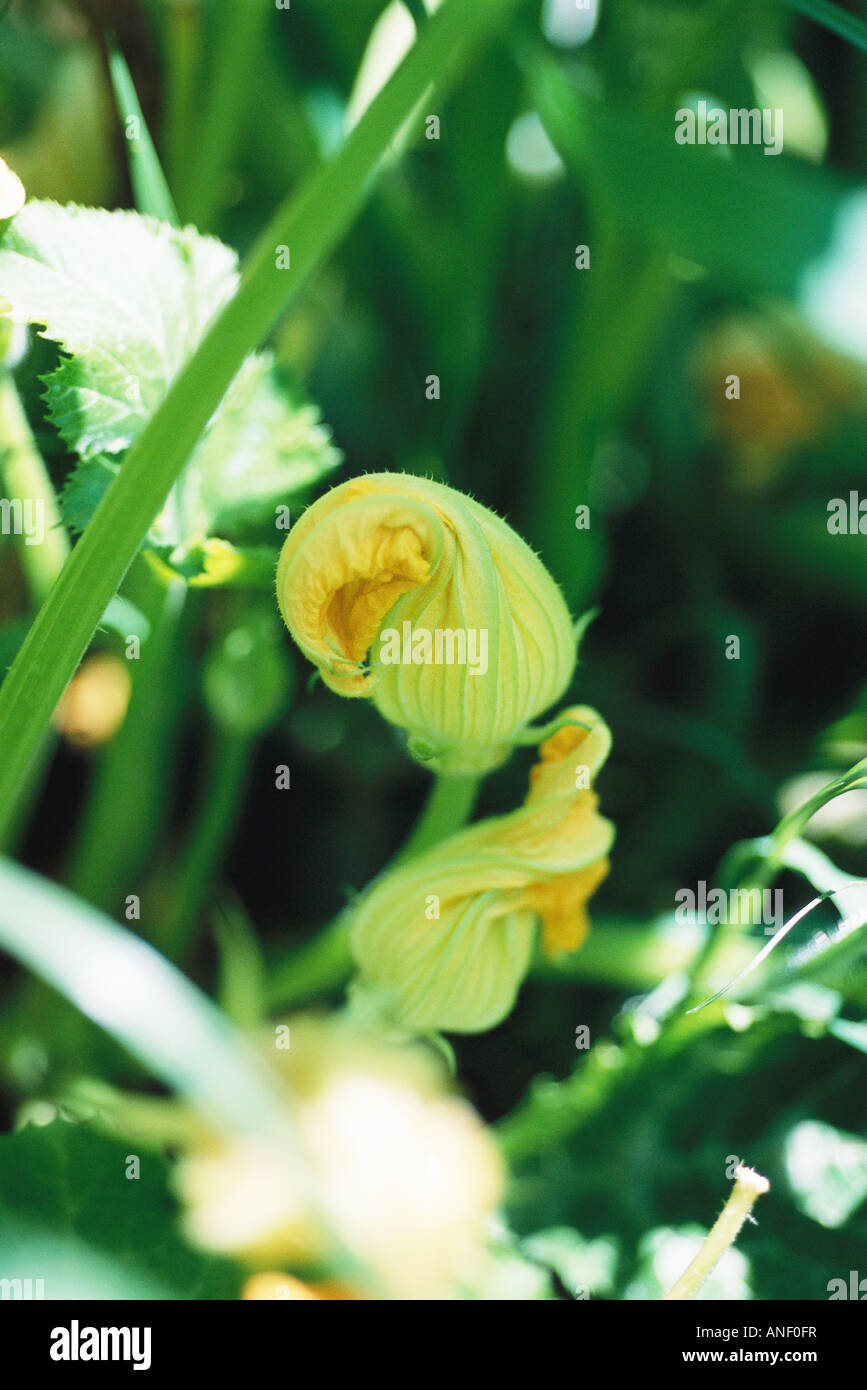 Zucchini plant, close-up Stock Photo - Alamy