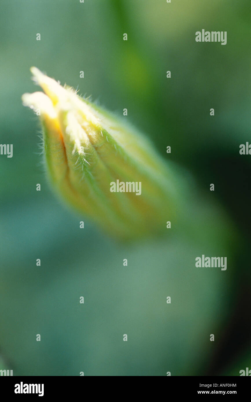 Zucchini flower bud, close-up Stock Photo - Alamy