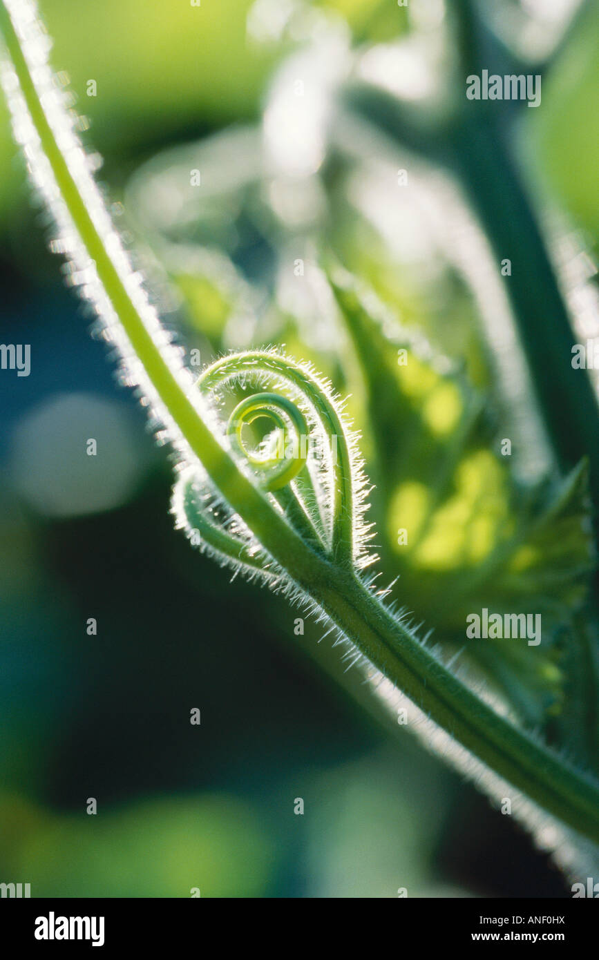 Fuzzy stem and tendril in vegetable garden, close-up Stock Photo - Alamy