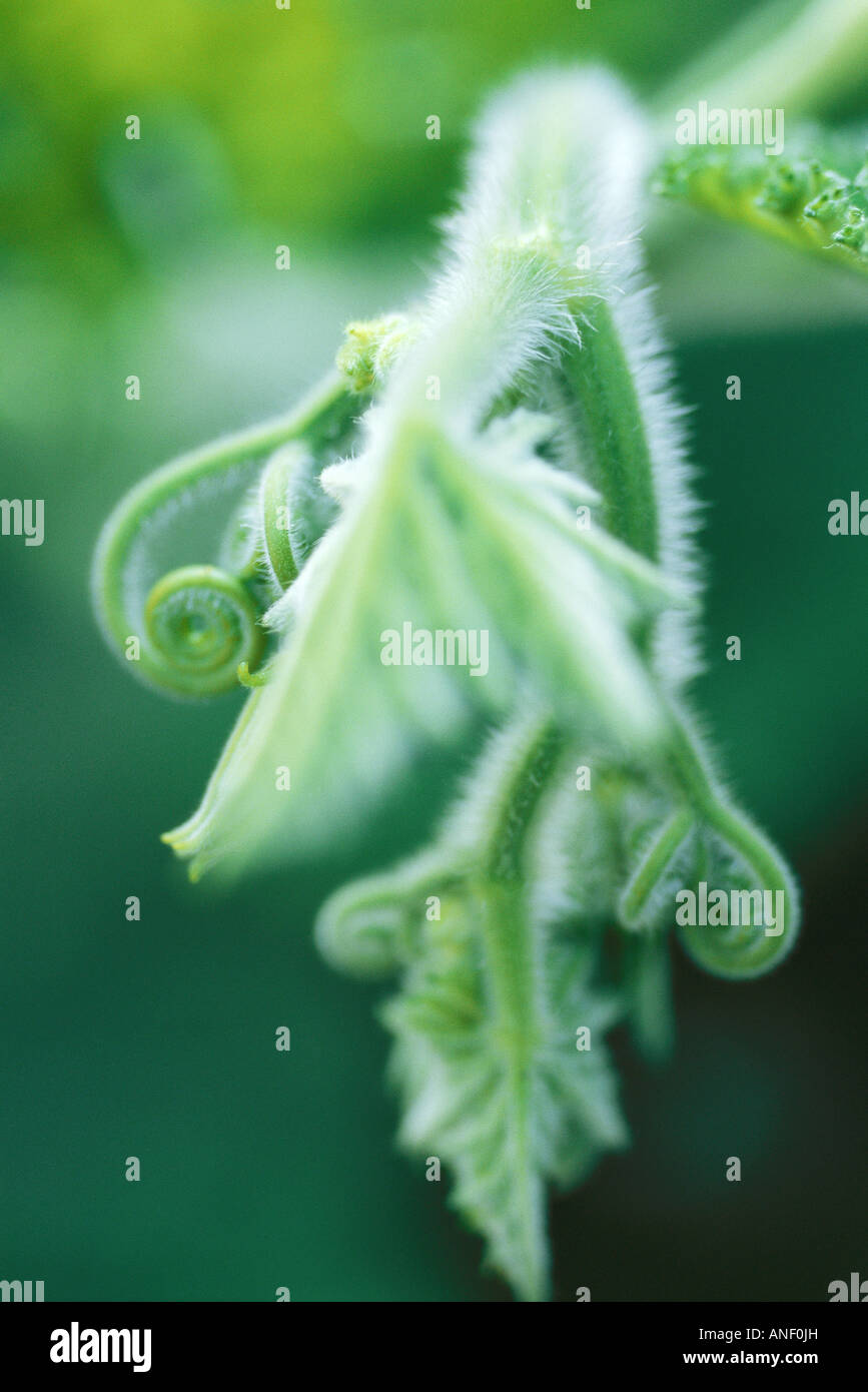 Tendrils and leaves in vegetable garden, close-up Stock Photo - Alamy