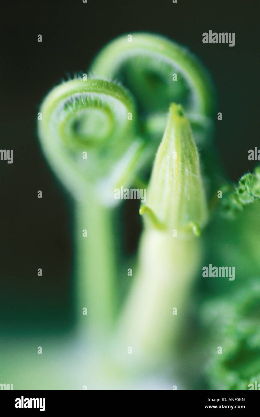 Tendril and flower bud in vegetable garden, close-up Stock Photo - Alamy