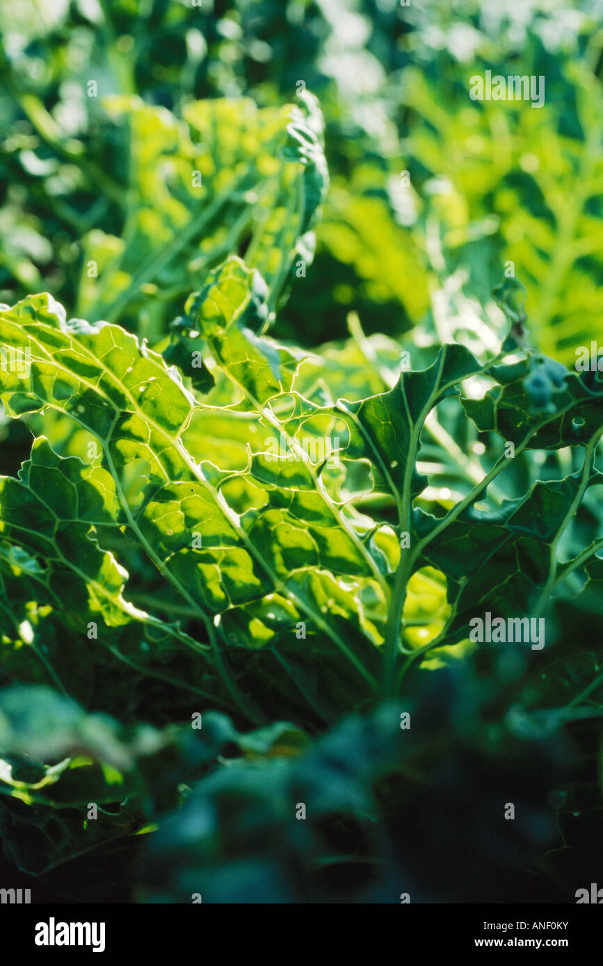 Chard growing in garden, extreme close-up Stock Photo - Alamy