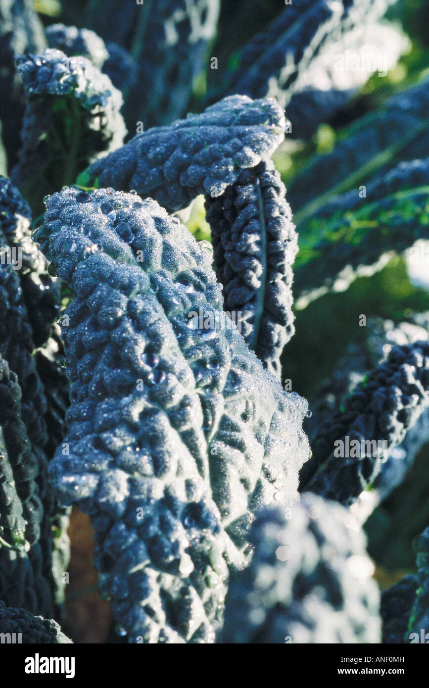 Chard covered with frost in garden, extreme close-up Stock Photo - Alamy