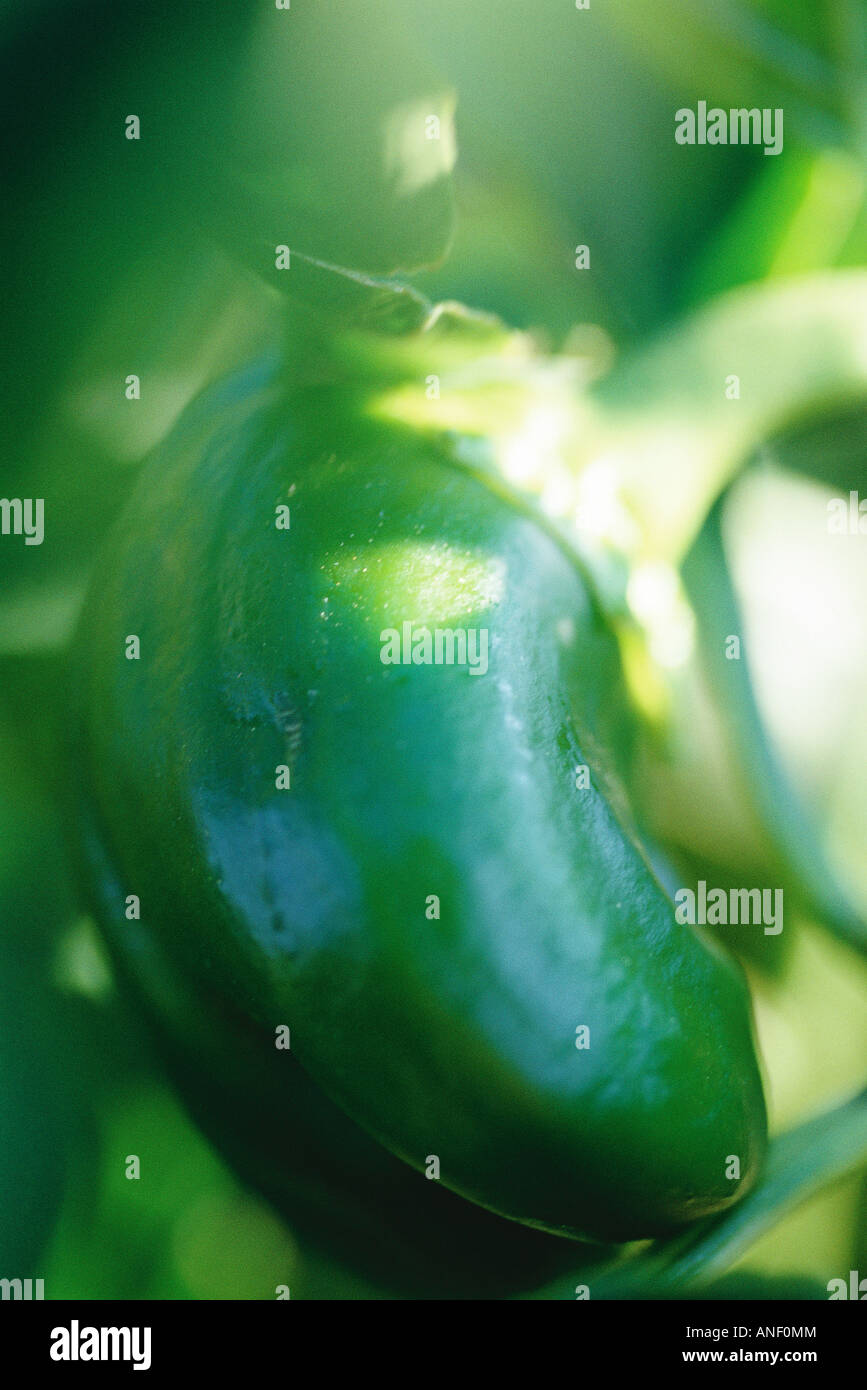 Bell pepper growing in garden, close-up Stock Photo - Alamy