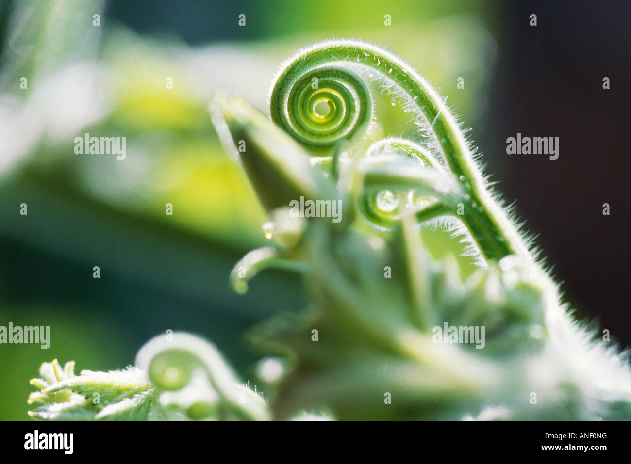 Tendrils in vegetable garden, extreme close-up Stock Photo - Alamy