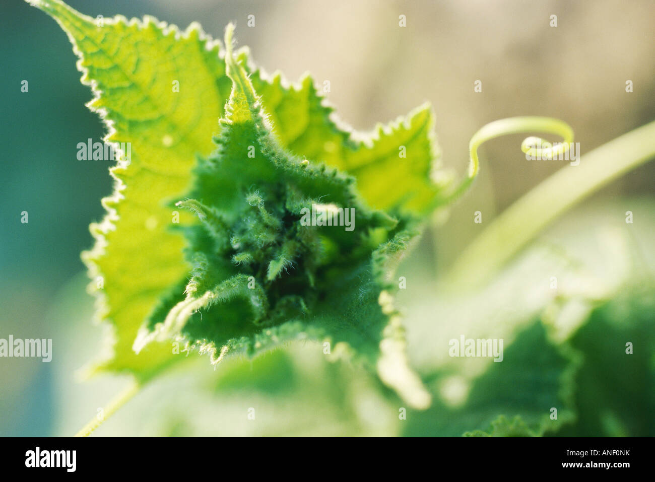 Leafs and tendrils in vegetable garden, extreme close-up Stock Photo ...