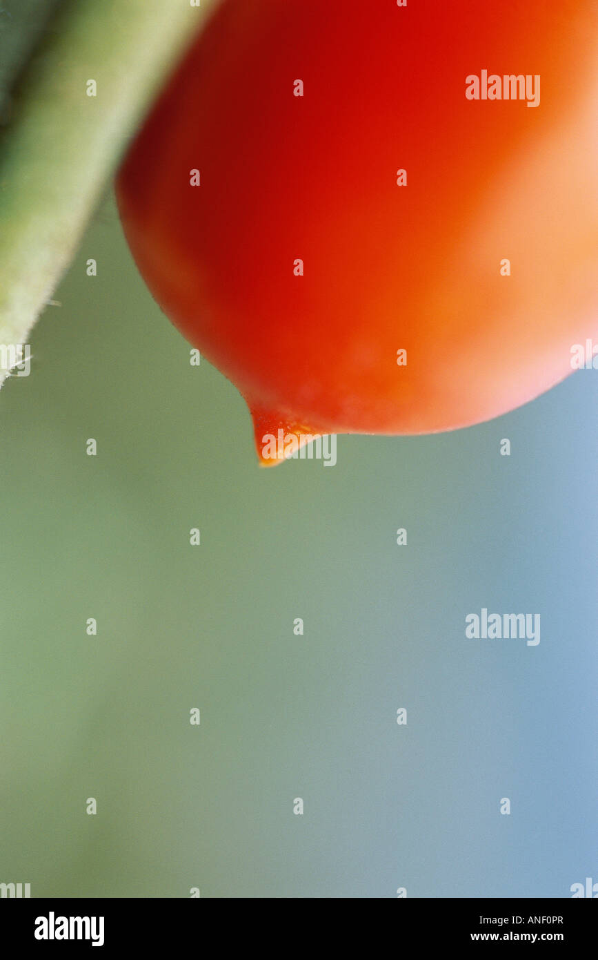 Fuzzy tomato hi-res stock photography and images - Alamy