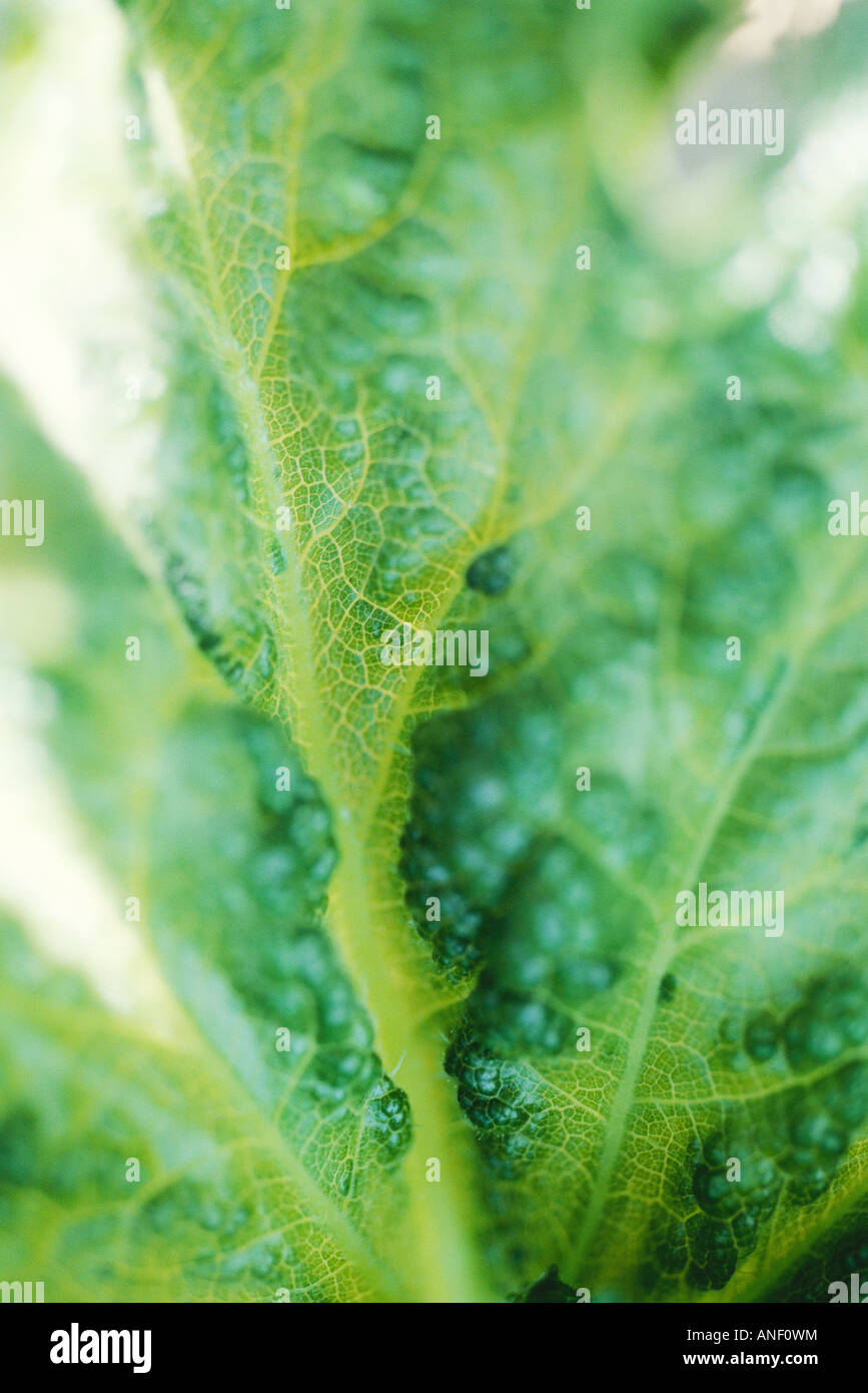 Leaf vegetable, extreme close-up Stock Photo - Alamy