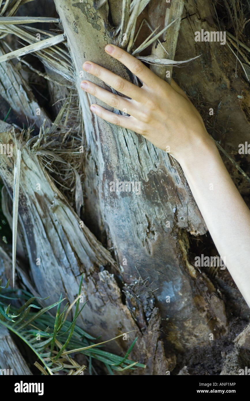 Woman touching palm tree, cropped Stock Photo - Alamy