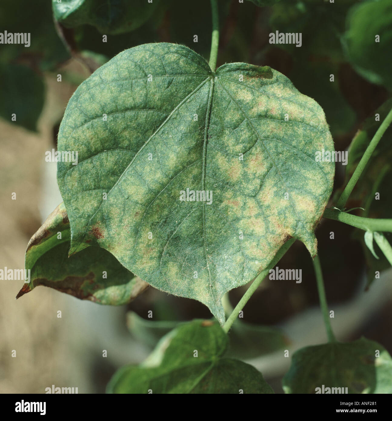 Carmine red spider mite Tetranychus cinnabarinus damage to cotton leaf ...