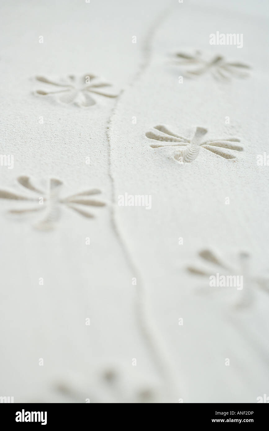 Close up flower drawings hi-res stock photography and images - Alamy